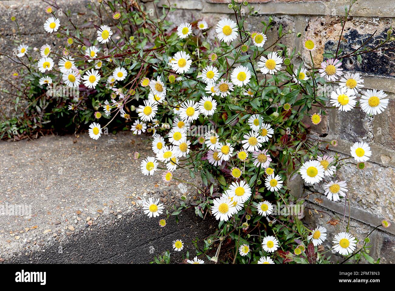 Erigeron karvinskianus ‘Profusion’ Mexican fleabane – white and pink ...