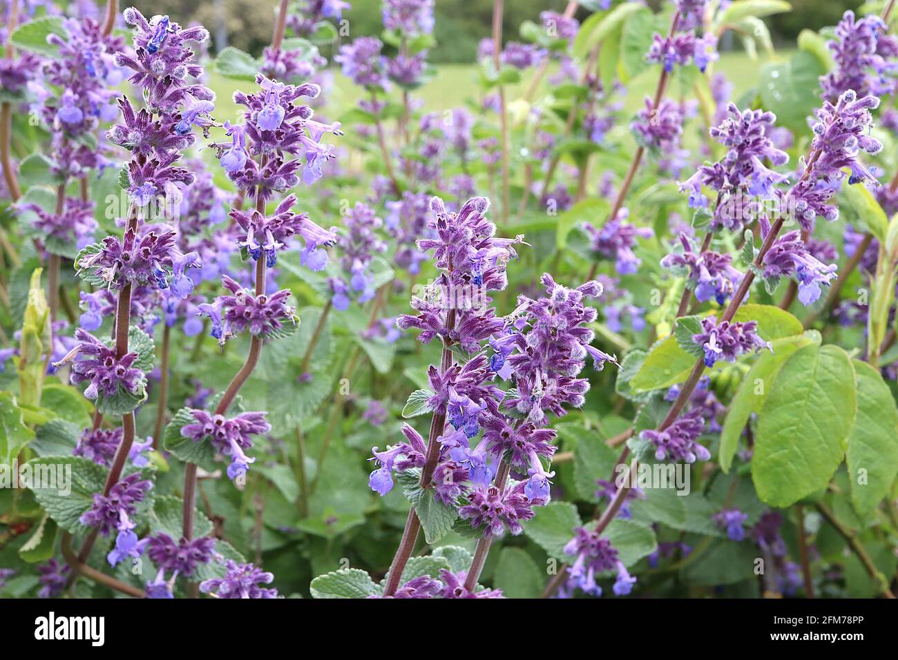 Blue nepeta hi-res stock photography and images - Alamy