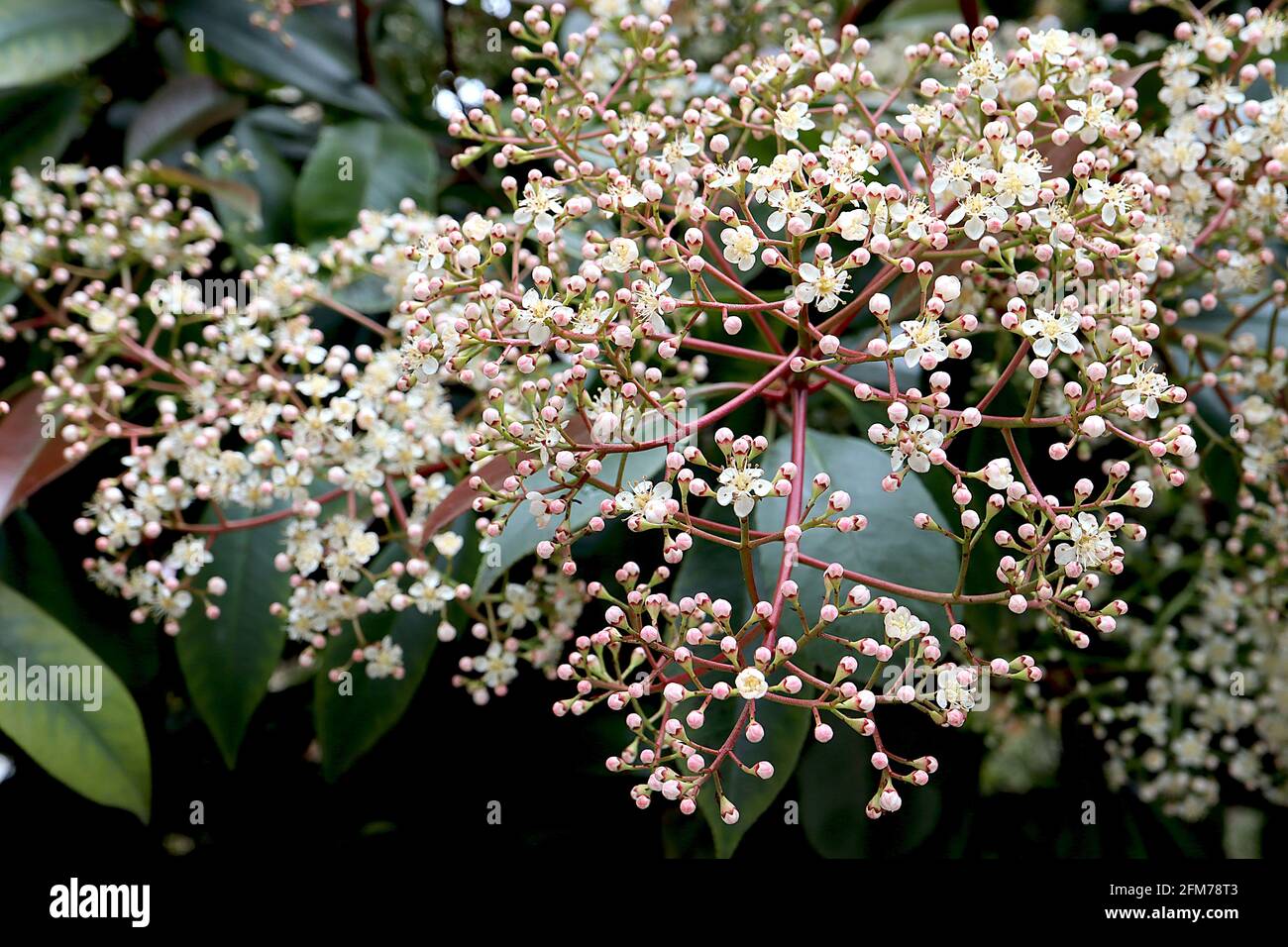 Photinia x fraseri 'red robin' hi-res stock photography and images - Alamy