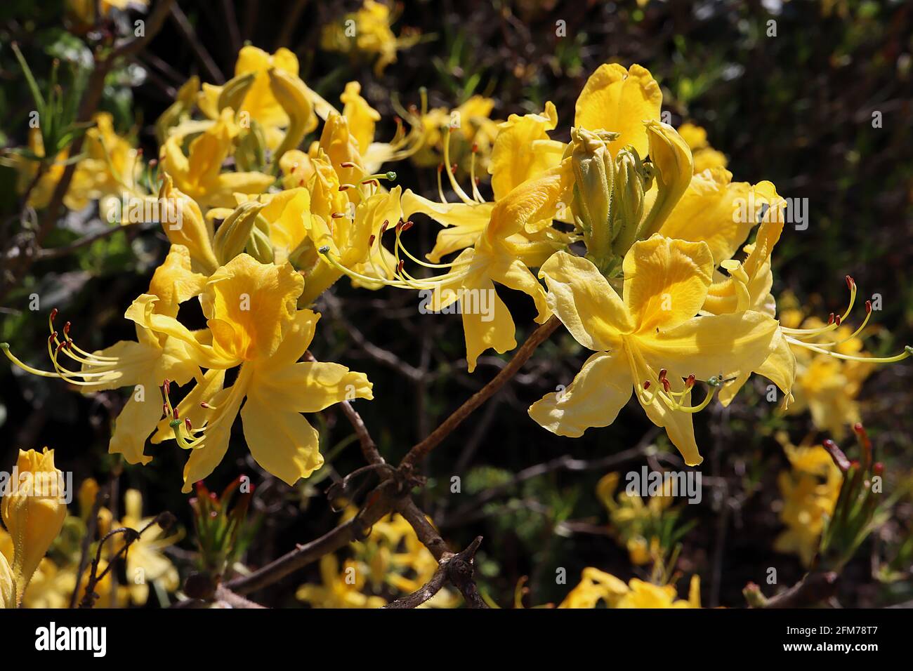 Rhododendron luteum Yellow azalea Terminal clusters of yellow funnel ...