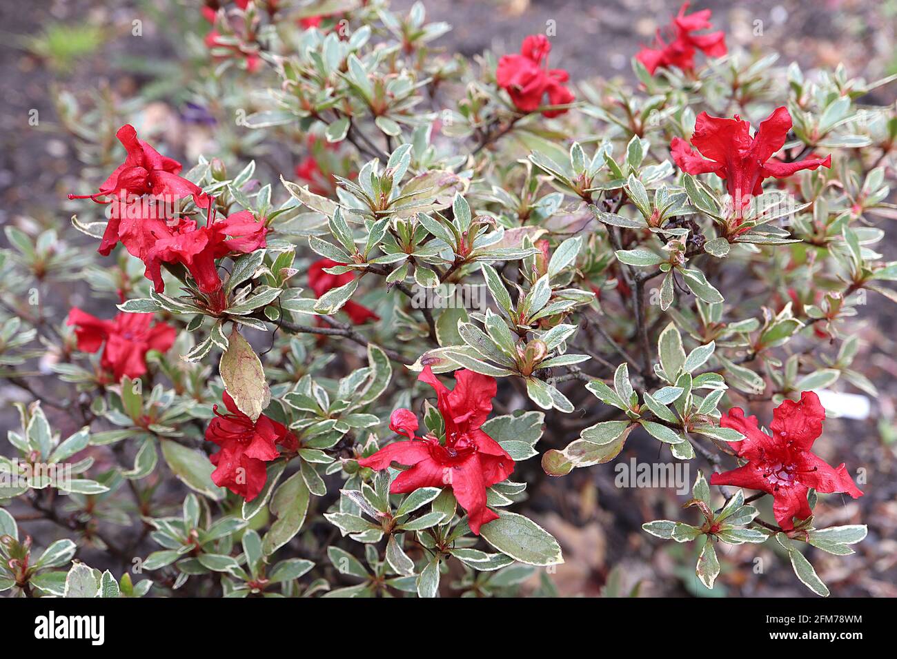 Azalea hot shot variegata hi-res stock photography and images - Alamy