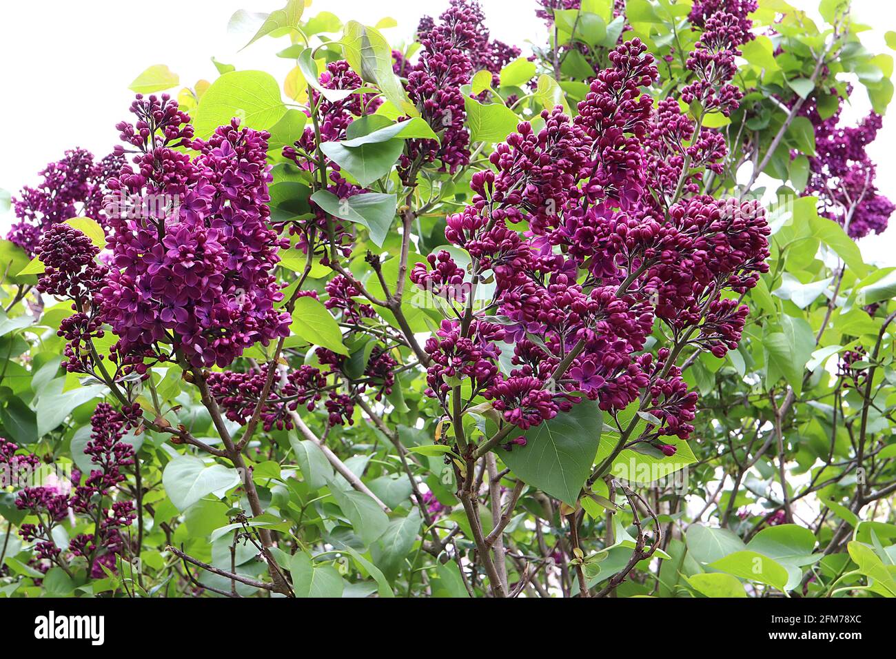 Syringa vulgaris hi-res stock photography and images - Alamy