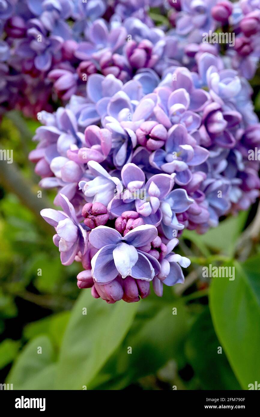 Syringa x hyacinthiflora ‘Scentara Double Blue’ Lilac Double Blue ...