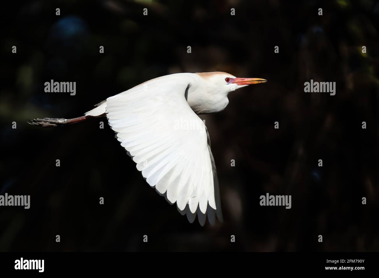 Breeding plumage cattle egret hi-res stock photography and images - Alamy