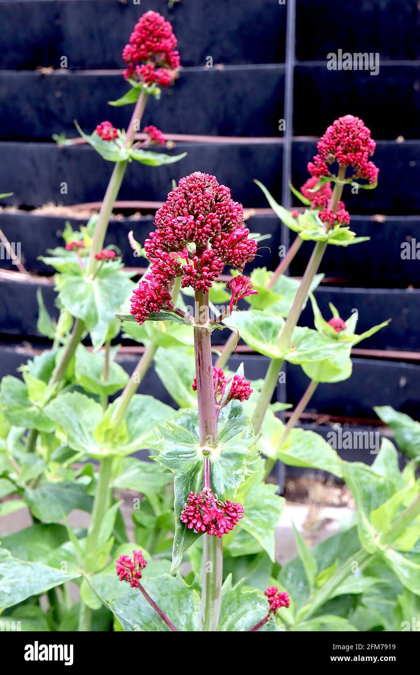 Centranthus ruber Red valerian – budding red flower clusters on tall ...