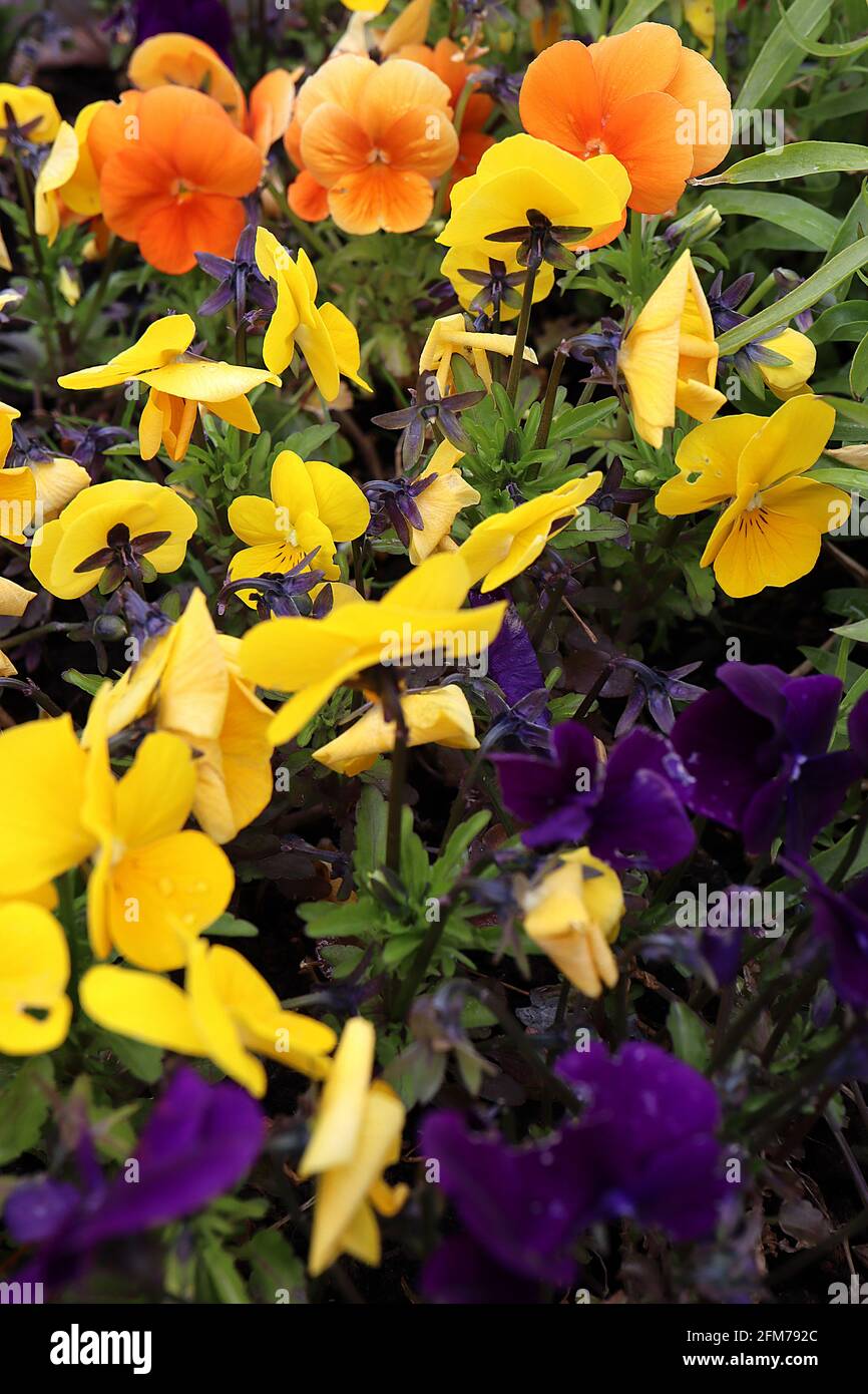 Pansy deep orange hi-res stock photography and images - Alamy