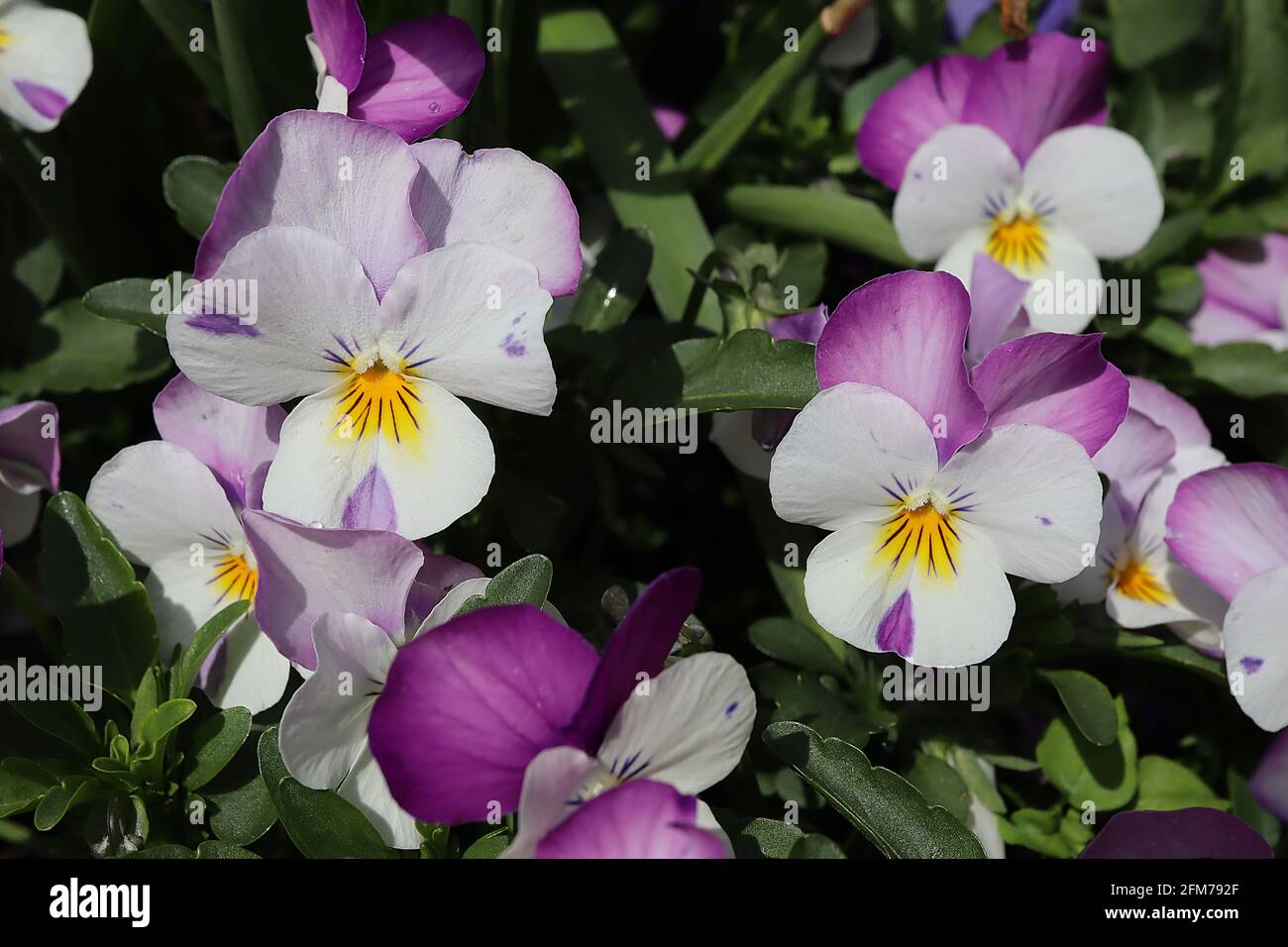 Viola sorbet pink hi-res stock photography and images - Alamy