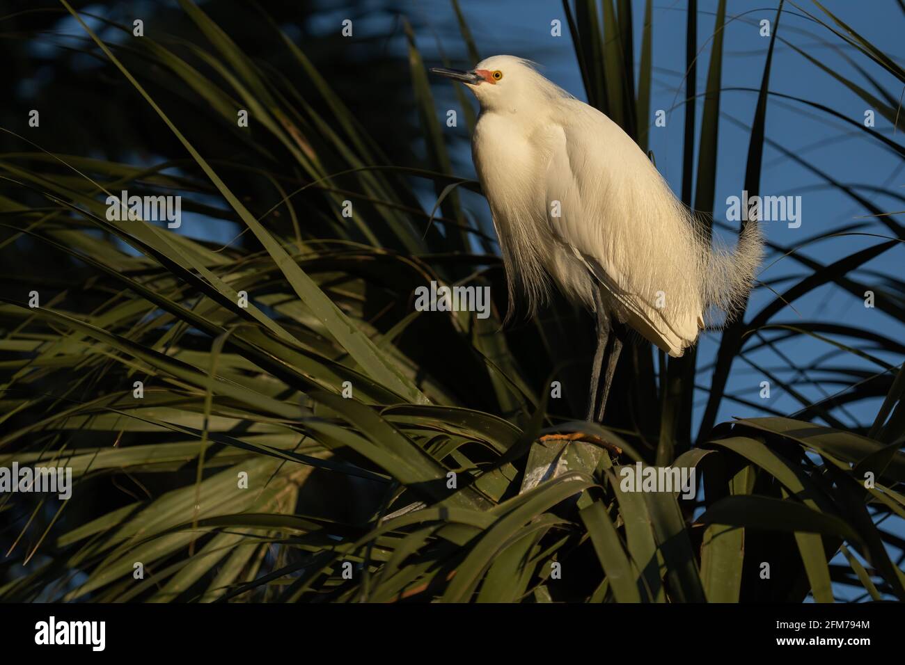 Golden egret hi-res stock photography and images - Alamy