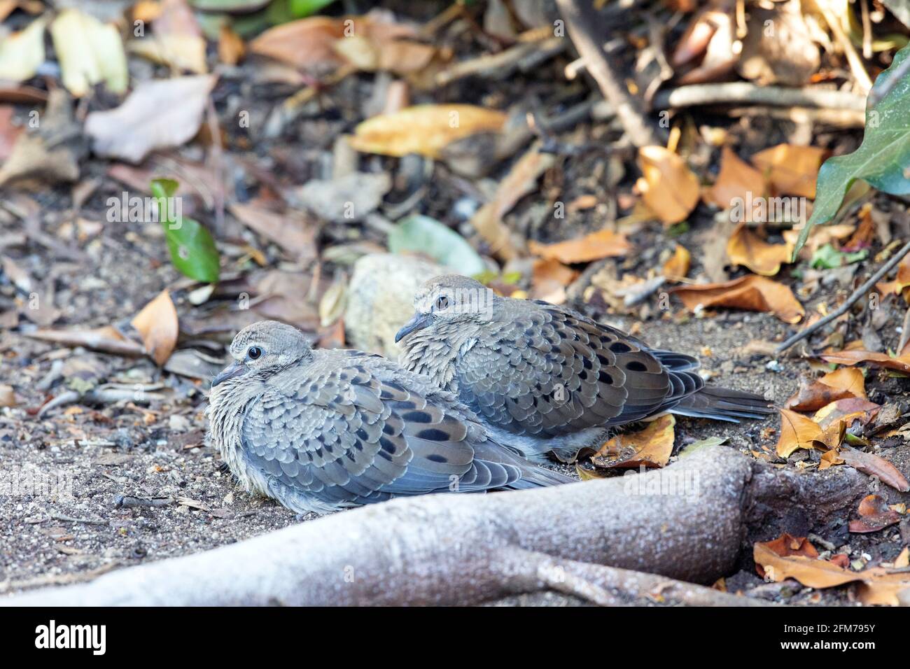Mourning Dove Fledgling Chicks Stock Photo - Alamy