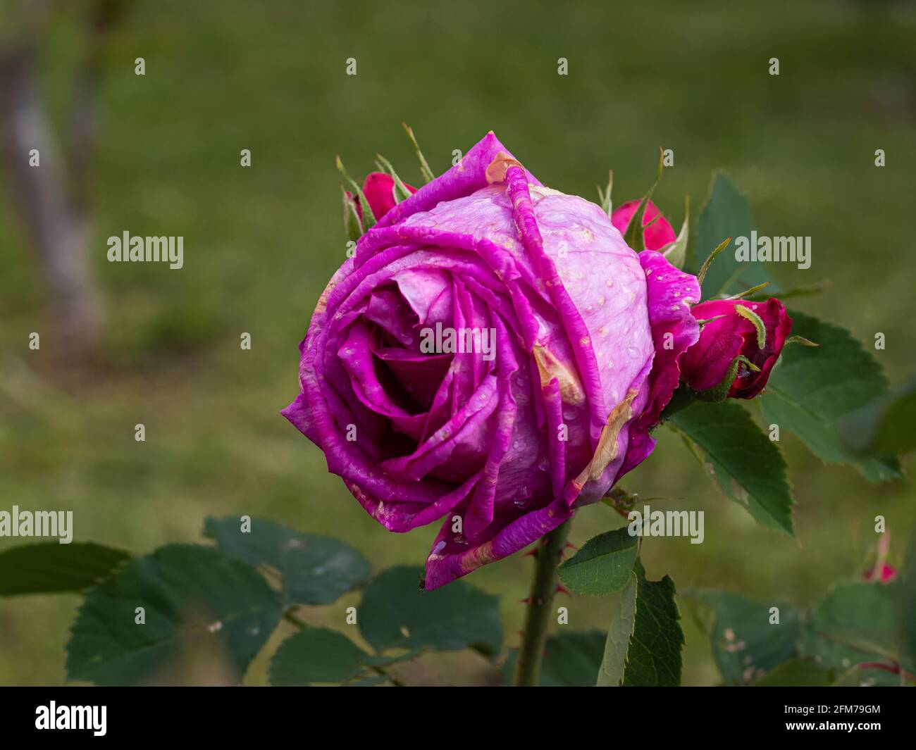 Fuchsia pink roses hi-res stock photography and images - Alamy