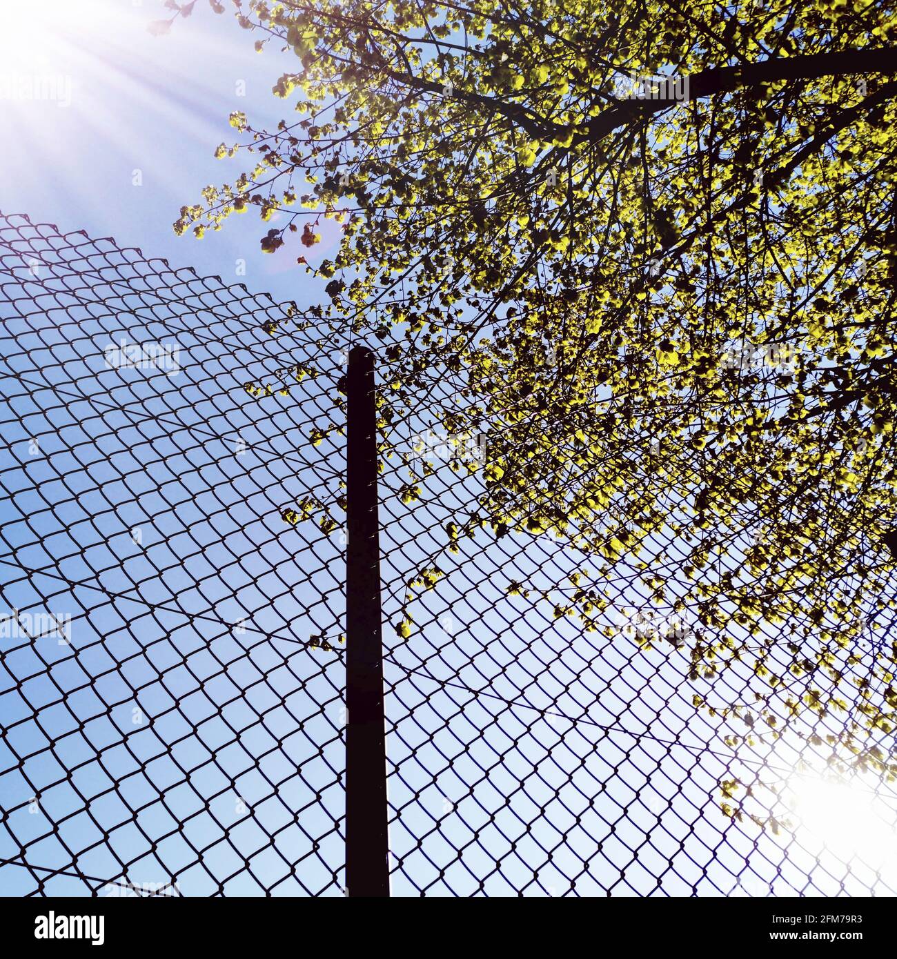 Tree beside garden fence hi-res stock photography and images - Alamy