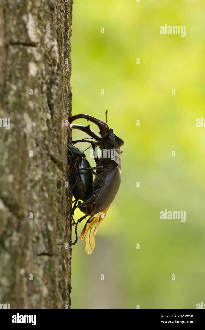 Mating stag beetles, Lucanus cervus on oak tree Stock Photo - Alamy