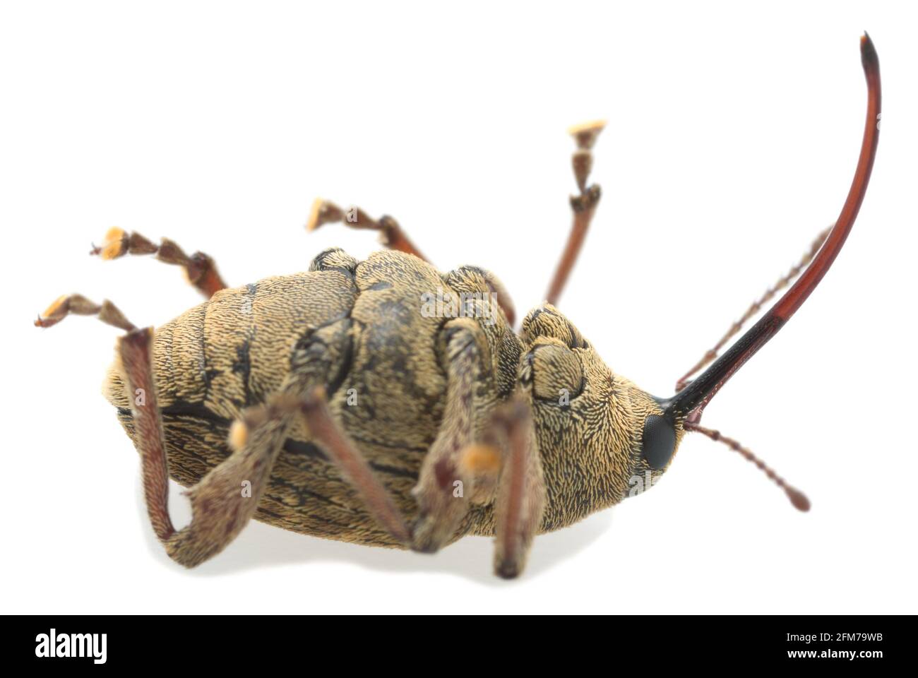 Macro photo of a nut weevil, Curculio nucum isolated on white ...