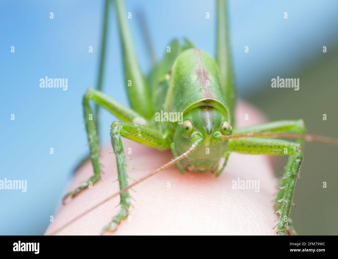 Wart-biter biting on human skin Stock Photo - Alamy