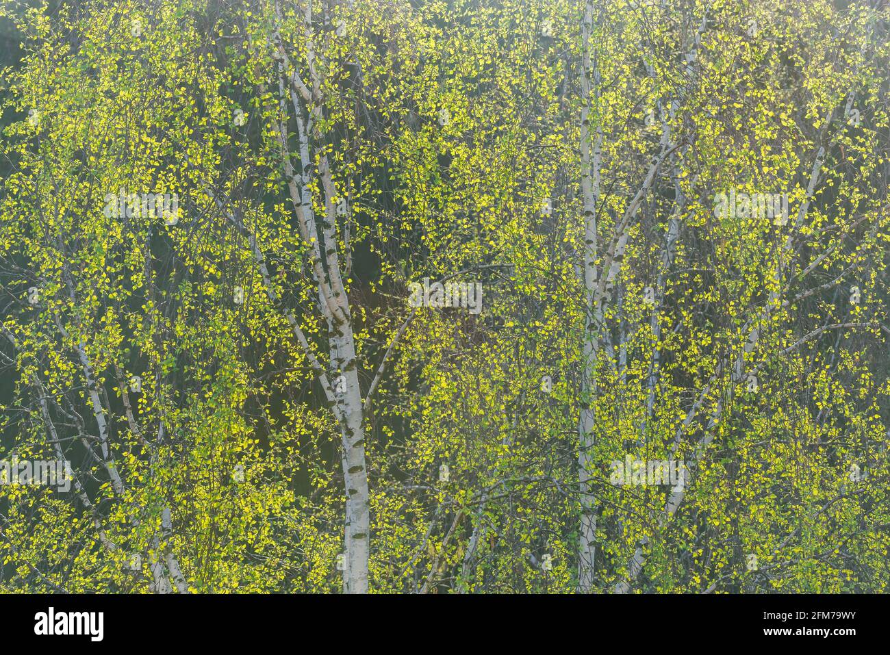 Birch tree crowns on the forest background Stock Photo - Alamy