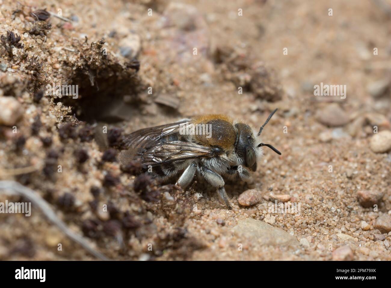 Trachusa byssina digging in sand Stock Photo - Alamy