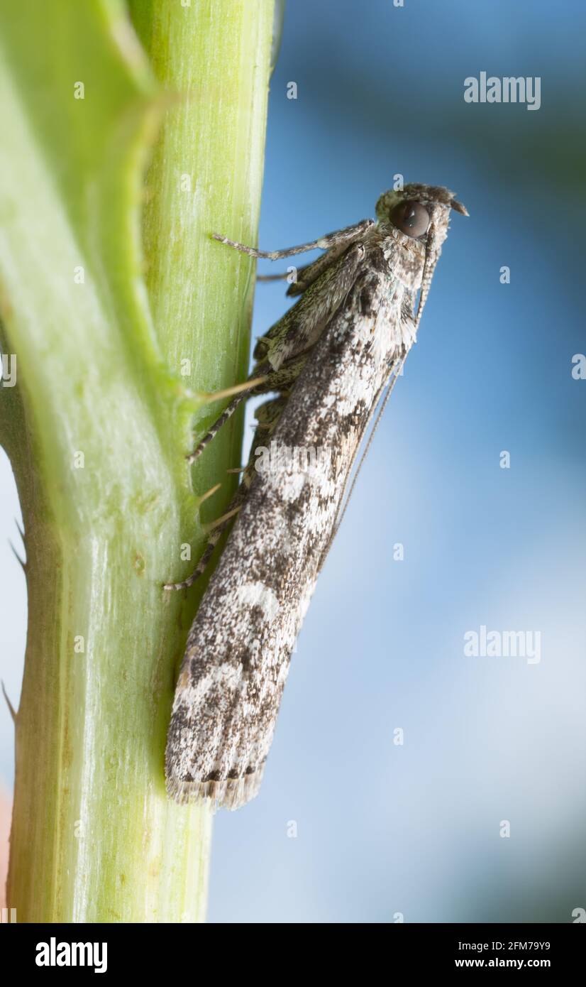 Moth On Thistle High Resolution Stock Photography and Images - Alamy