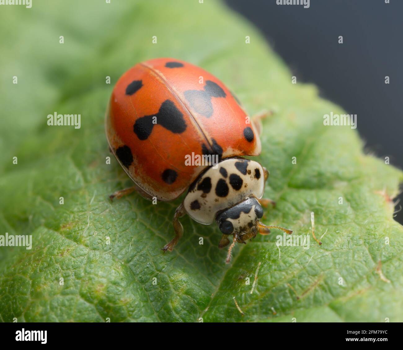 Black spotted red ladybug hi-res stock photography and images - Alamy
