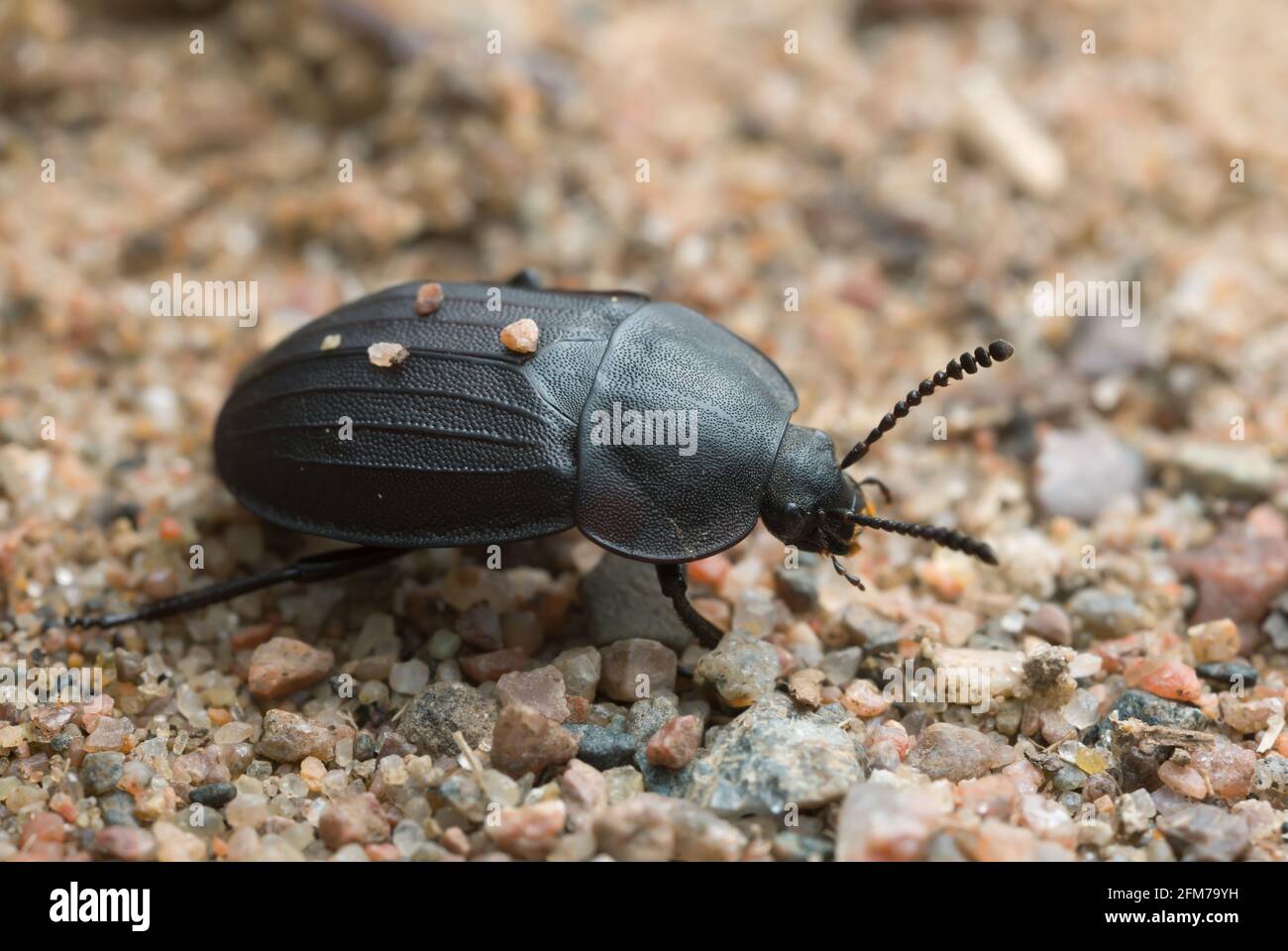 Black carrion beetle hi-res stock photography and images - Alamy