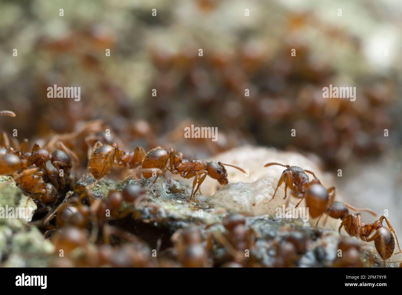 Oak ants hi-res stock photography and images - Alamy