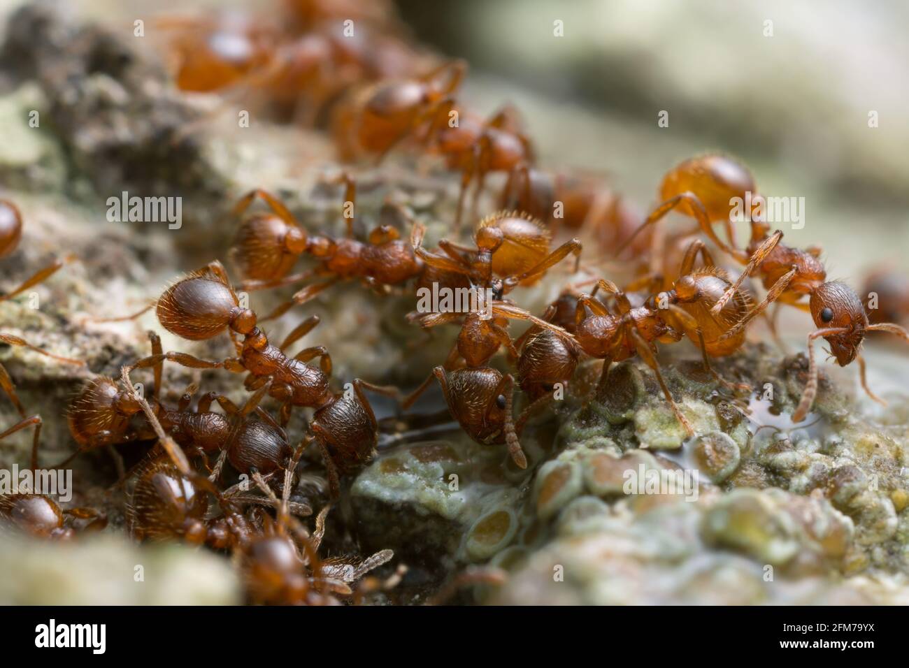 Oak ants hi-res stock photography and images - Alamy