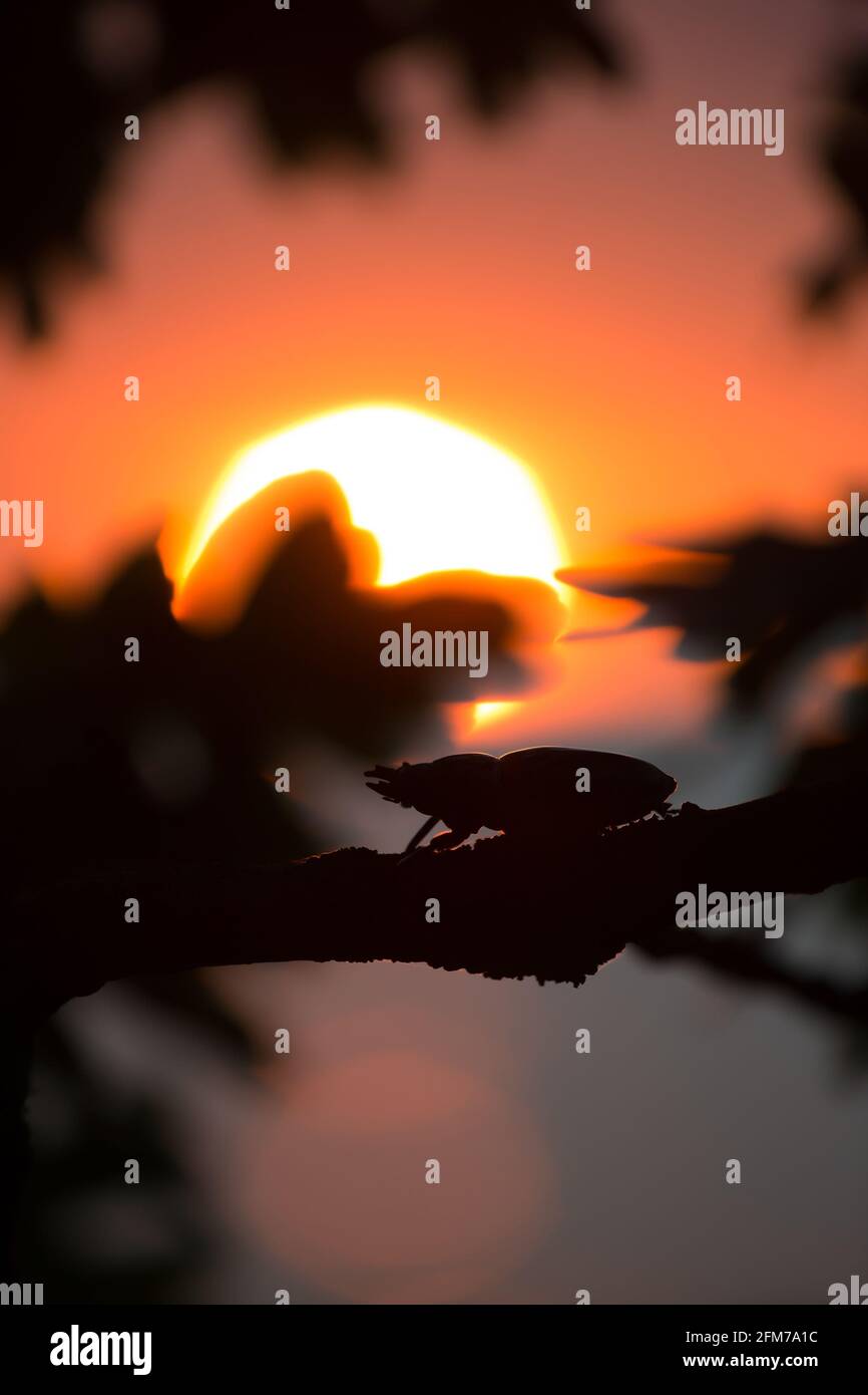 Beautiful photo of a female stag beetle on oak branch in the sunset by ...