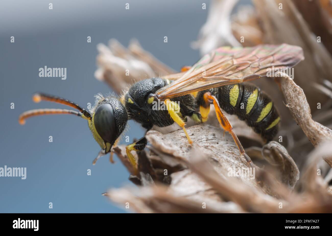 Weevil wasp hi-res stock photography and images - Alamy