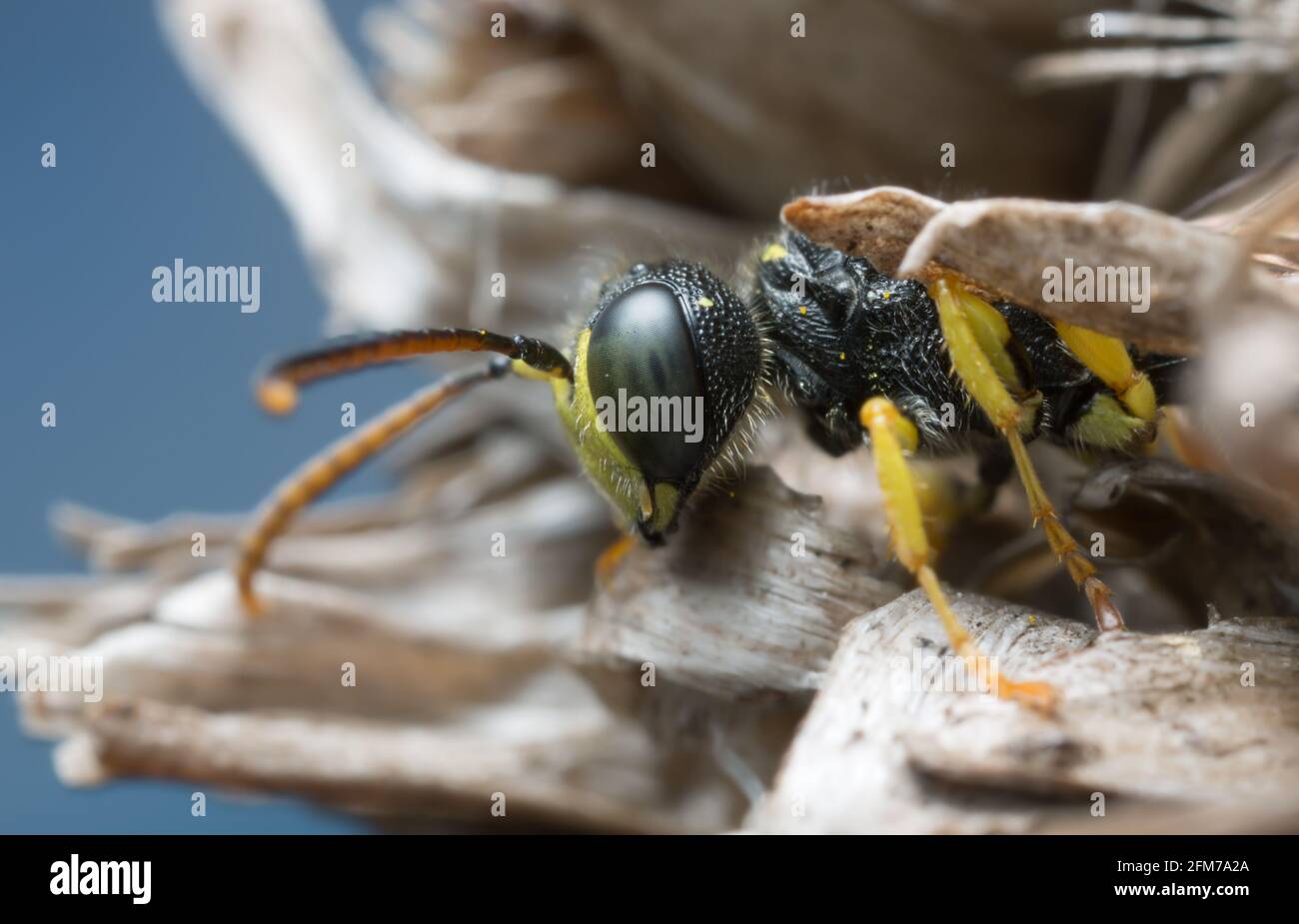 Macro photo of an adult weevil wasp, Cerceris resting on dry plant ...