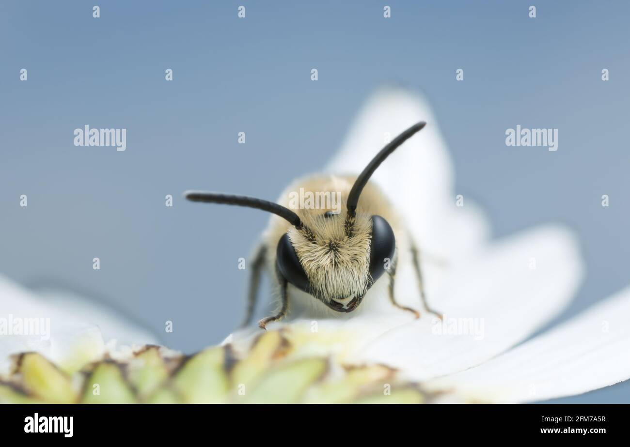 Plasterer bee, Colletes on oxeye daisy Stock Photo - Alamy