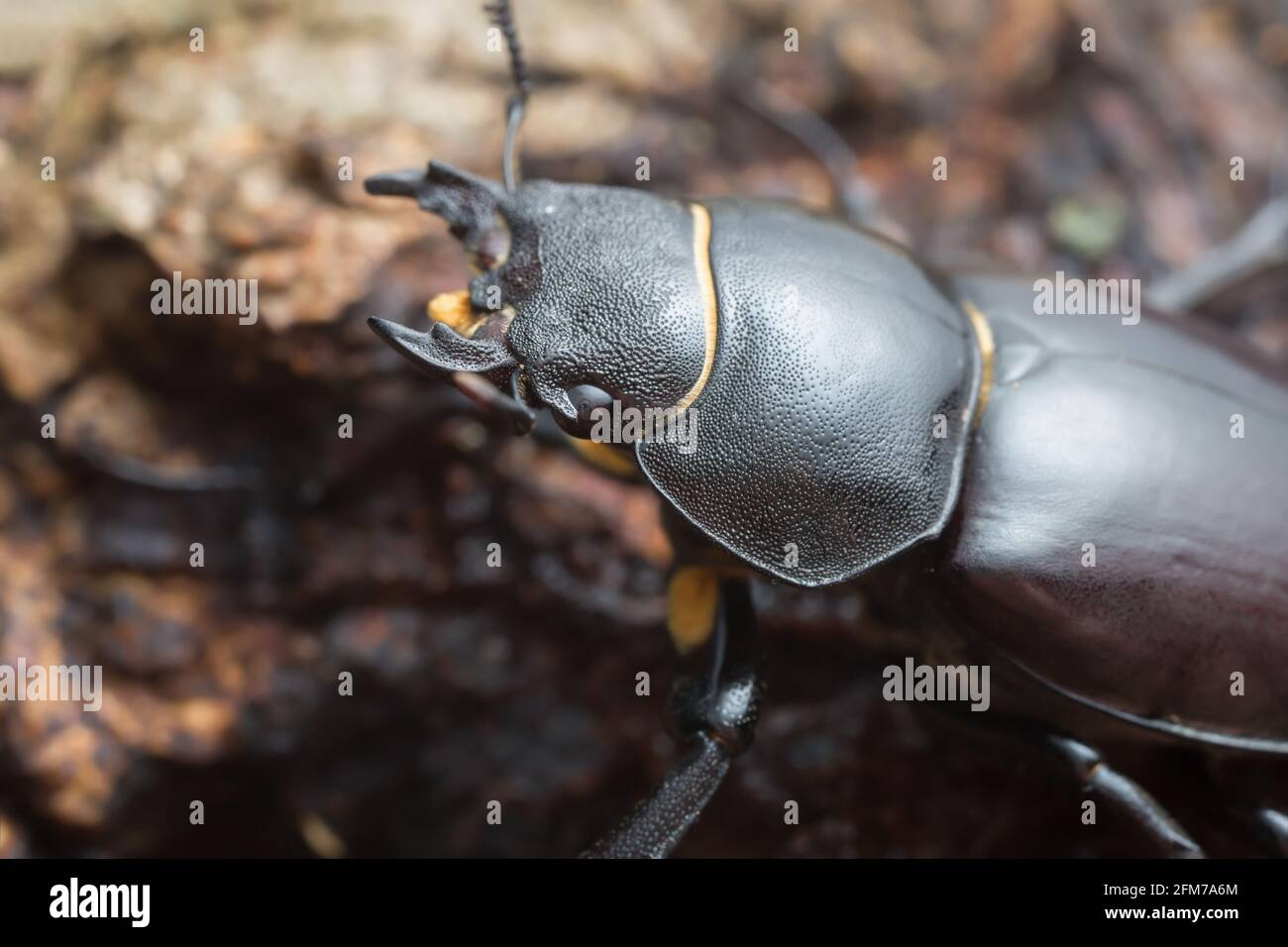 Female stag beetle hi-res stock photography and images - Alamy