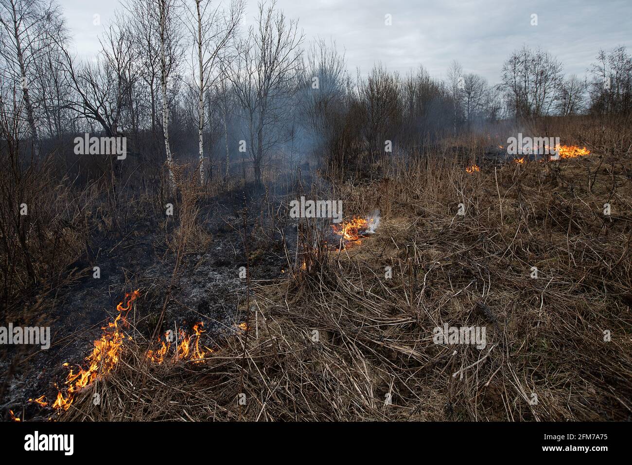 a strong forest fire breaks out in windy weather due to human fault ...