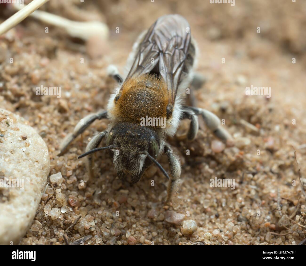 Nest digging hi-res stock photography and images - Alamy