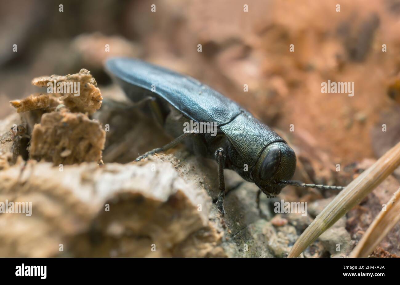 Steelblue jewel beetle, Phaenops on pine wood Stock Photo - Alamy