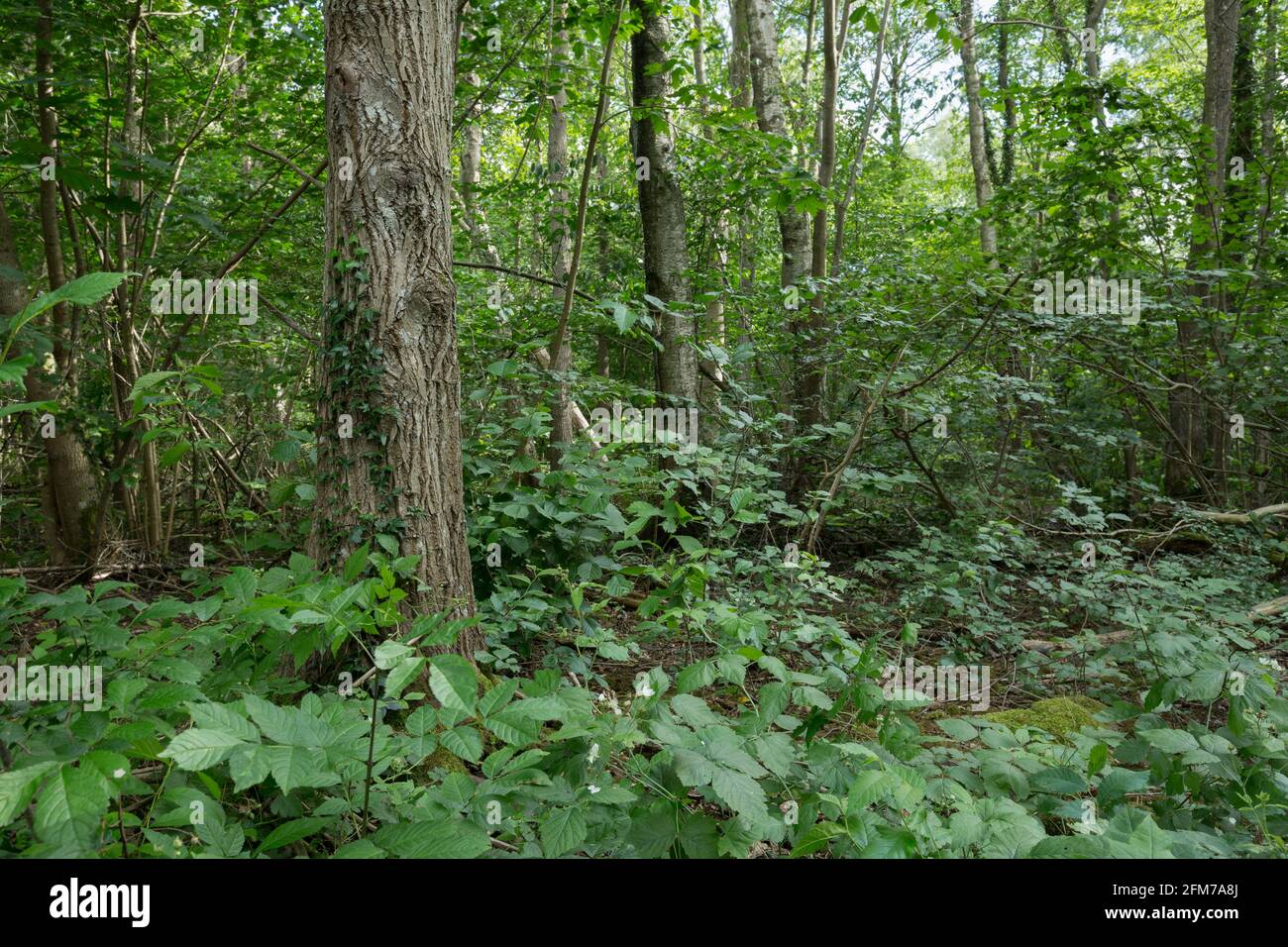 Vegetation in deciduous forest Stock Photo - Alamy