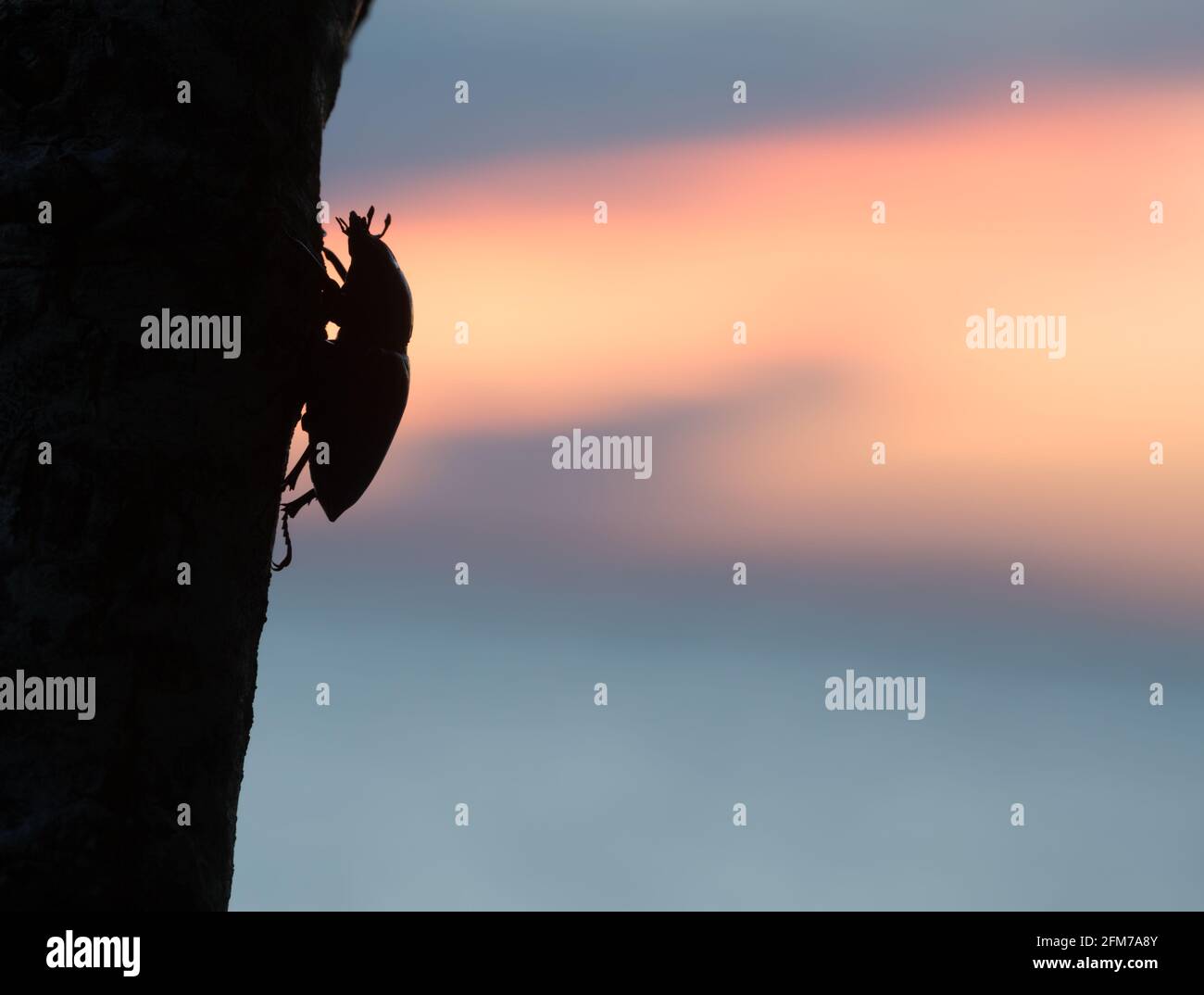 Female stag beetle, Lucanus cervus on oak in sunset Stock Photo - Alamy