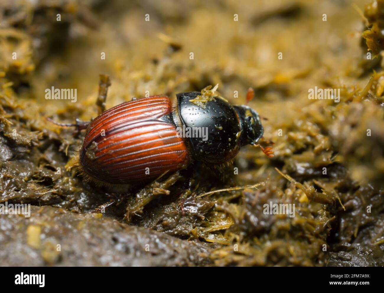 Aphodius pedellus on fresh cow dung Stock Photo - Alamy