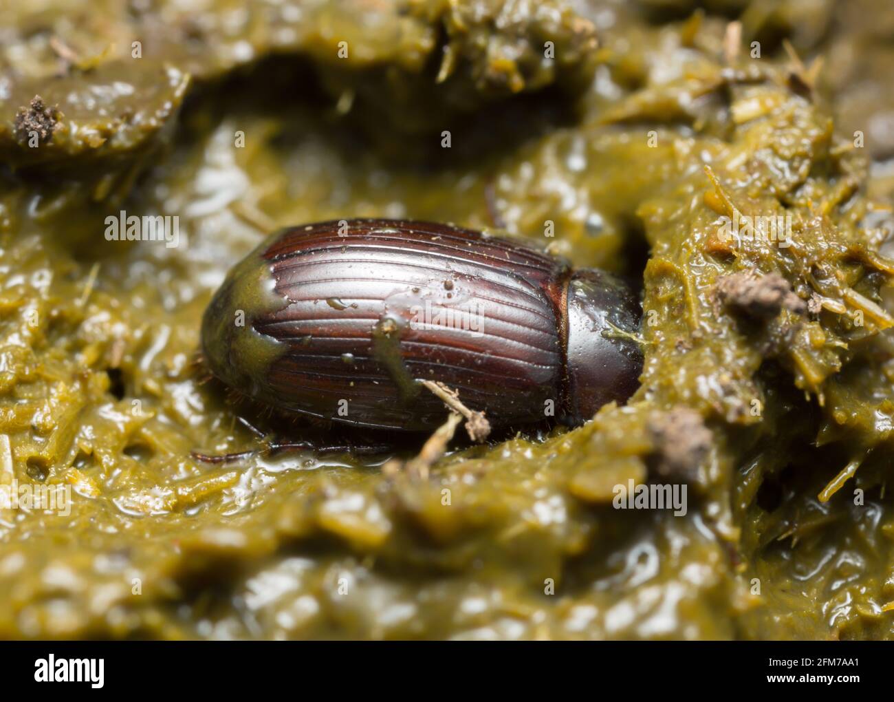 Animal droppings hi-res stock photography and images - Alamy