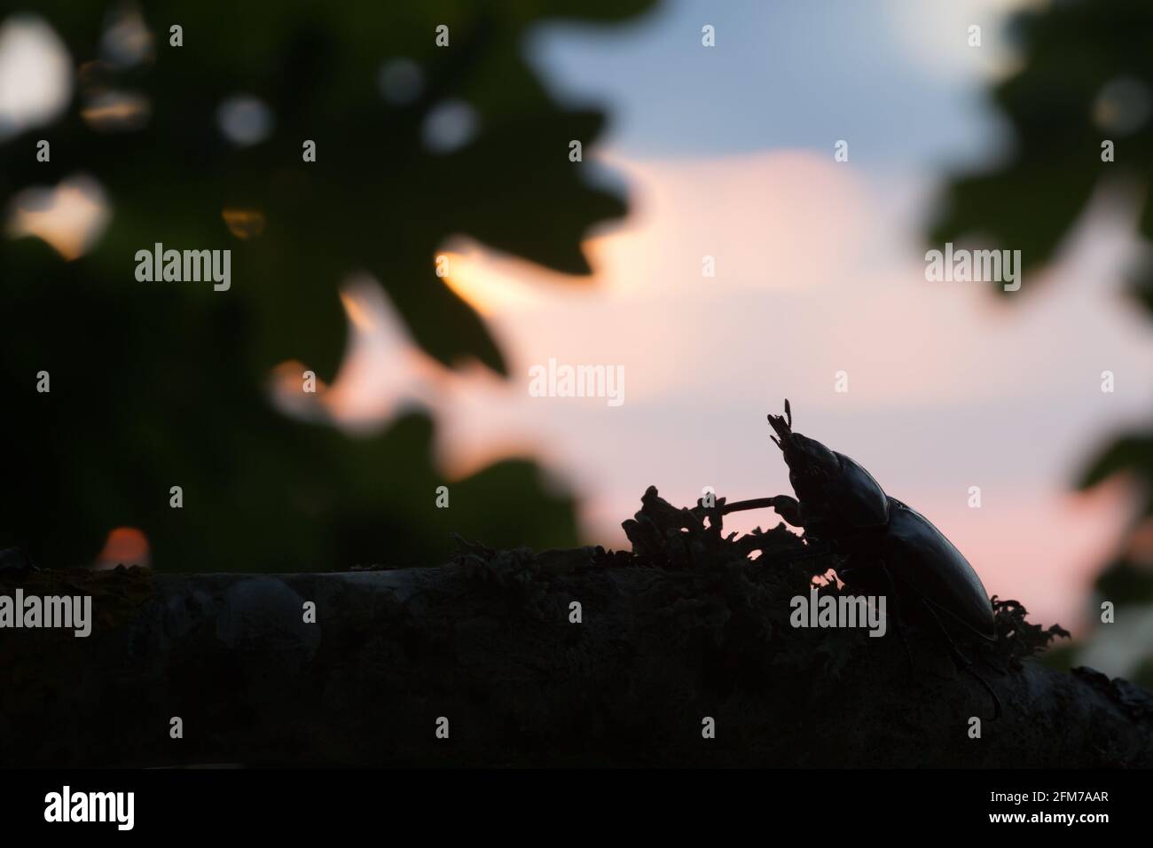 Female stag beetle, Lucanus cervus on oak in sunset Stock Photo - Alamy
