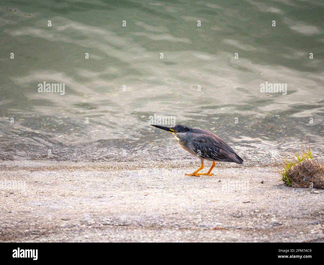 The Striated Heron (Butorides striata) also known as Mangrove Little or ...