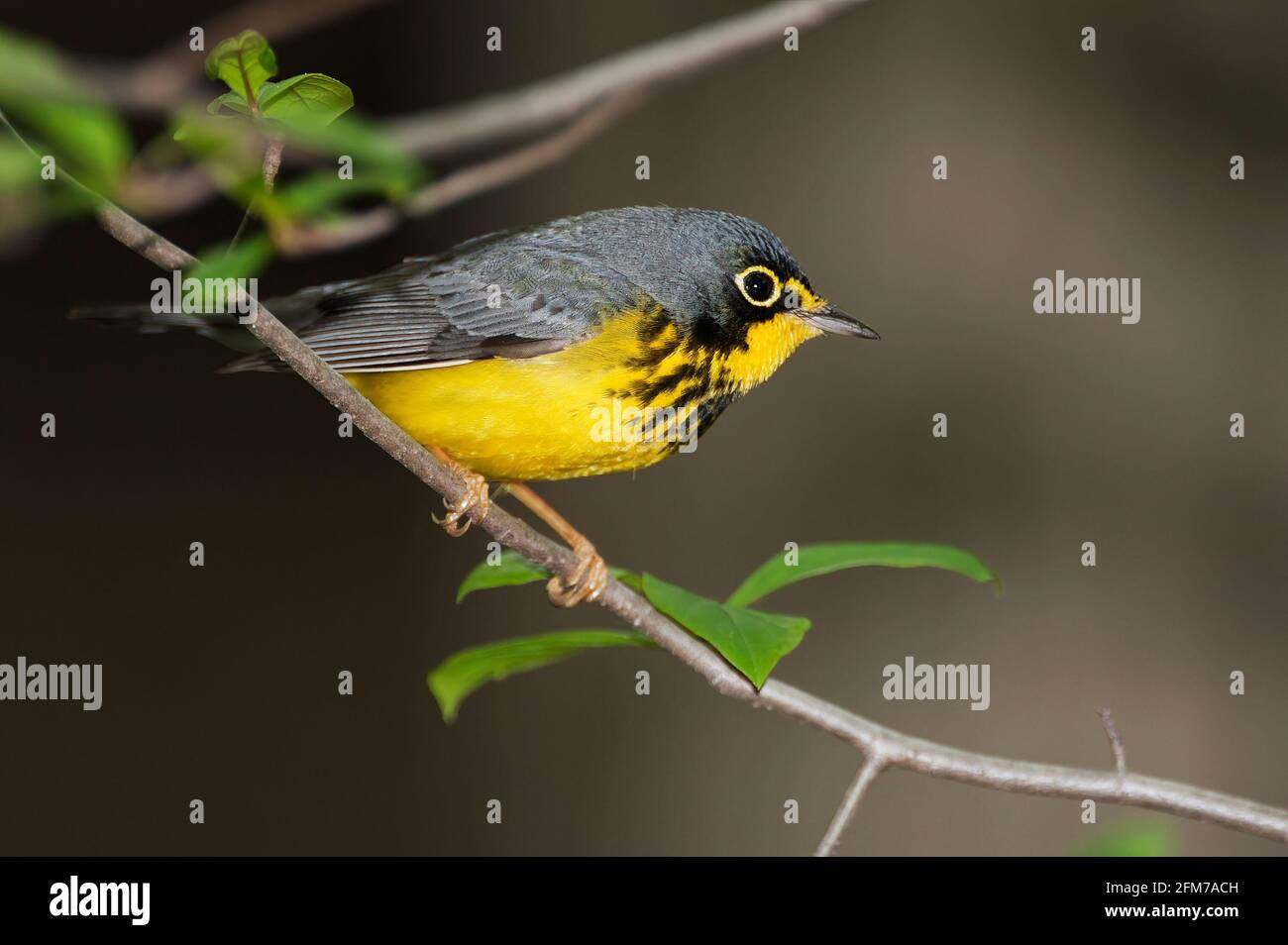 Canada warbler during spring migration Stock Photo - Alamy
