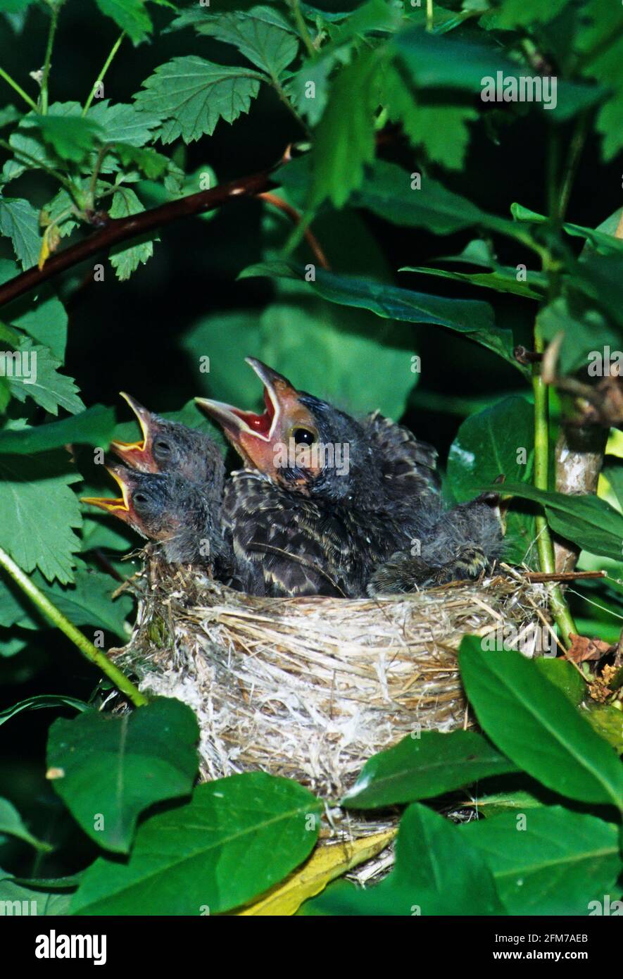 Brown headed cowbird chick in yellow warbler nest Stock Photo - Alamy