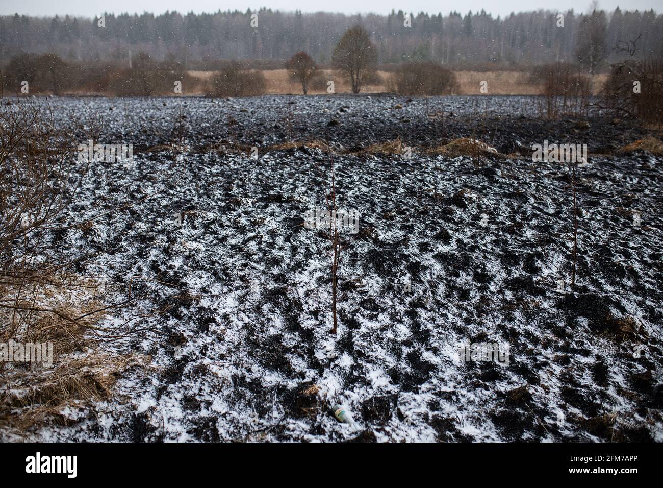 white ash after a forest fire lies on the charred black ground in a ...