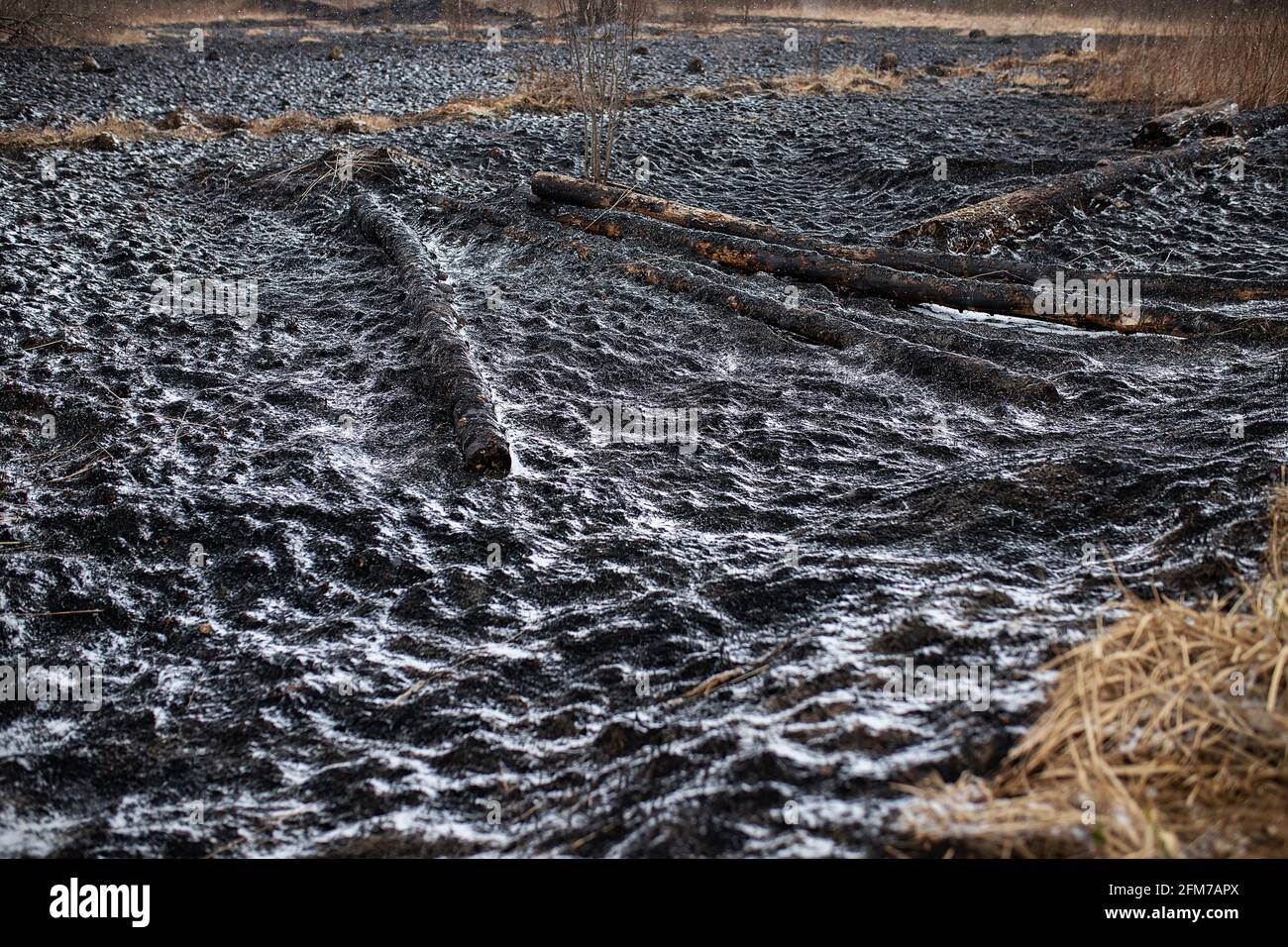 white ash after a forest fire lies on the charred black ground in a ...
