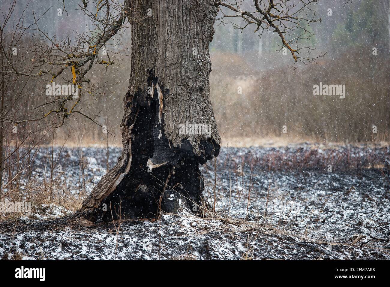 burned to the ground the trunk of a tree that continues to grow, the ...