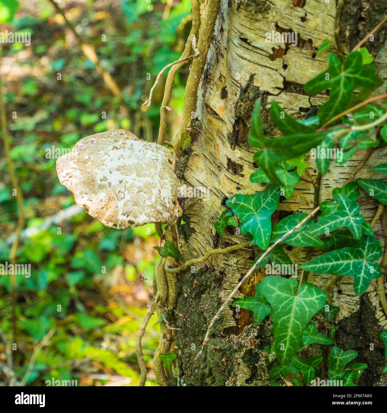 Carr bank park hi-res stock photography and images - Alamy