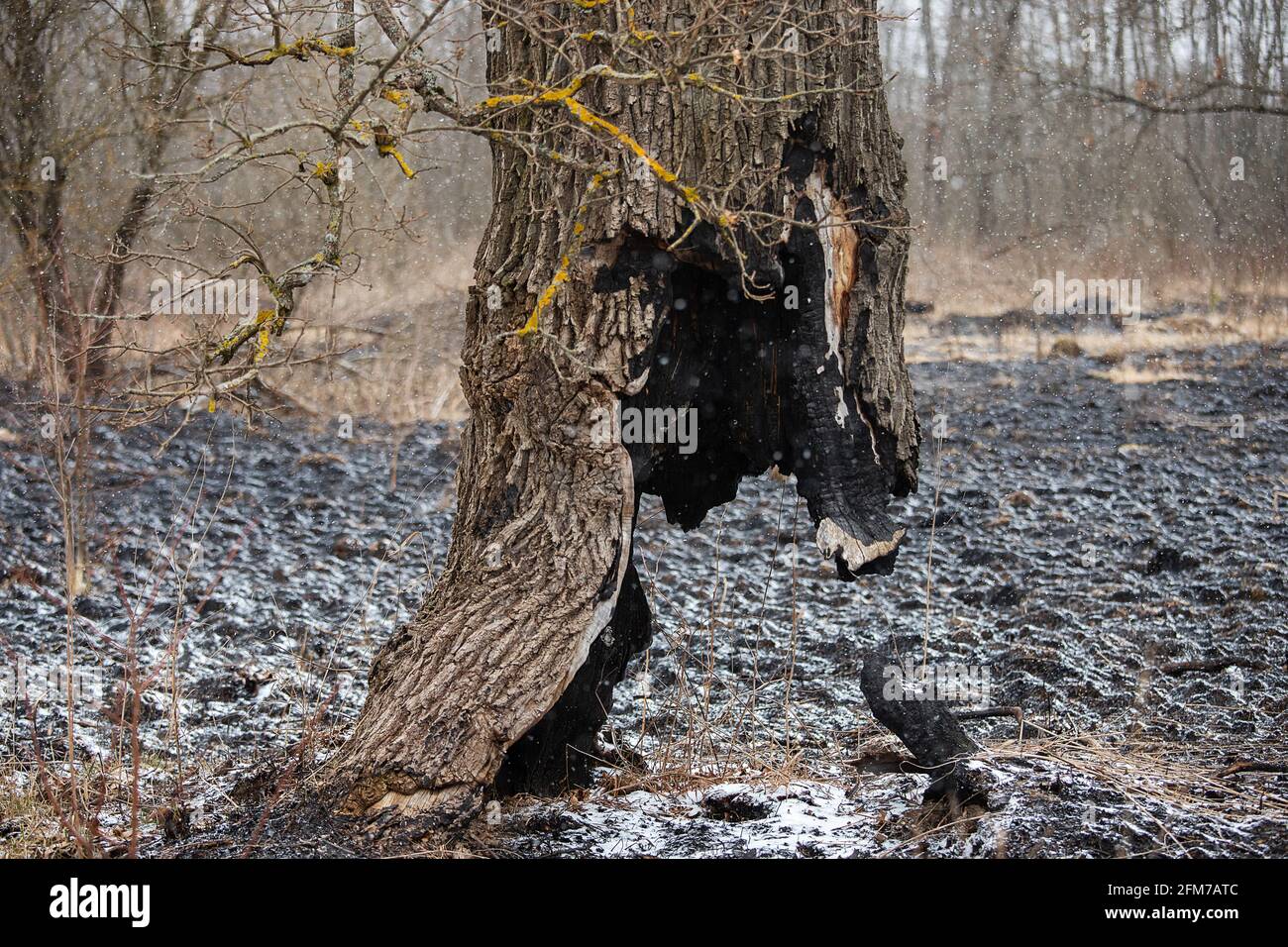burned to the ground the trunk of a tree that continues to grow, the ...