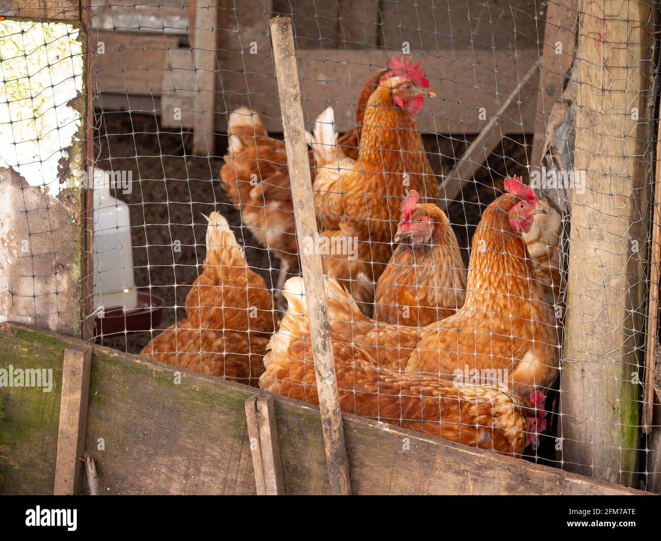 Brown Hens Locked up in a Small Chicken Yard Trying to Escape Outside ...