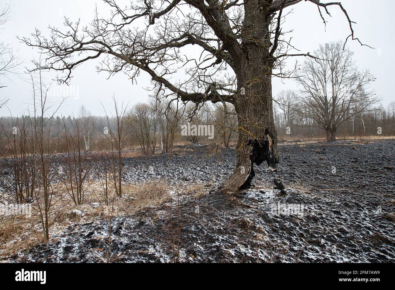 burned to the ground the trunk of a tree that continues to grow, the ...