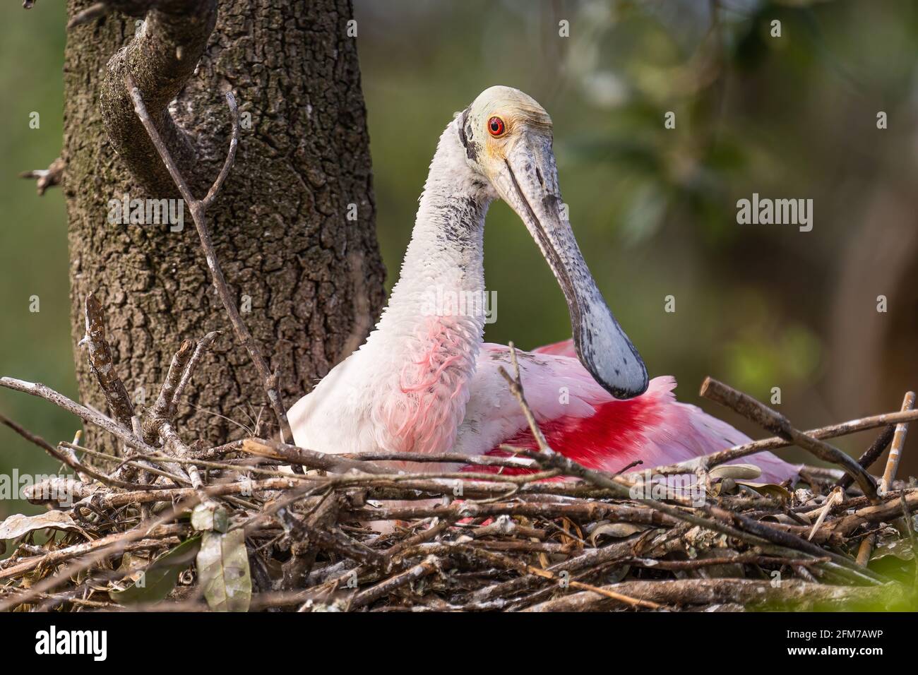 Rookery nest nesting hi-res stock photography and images - Alamy