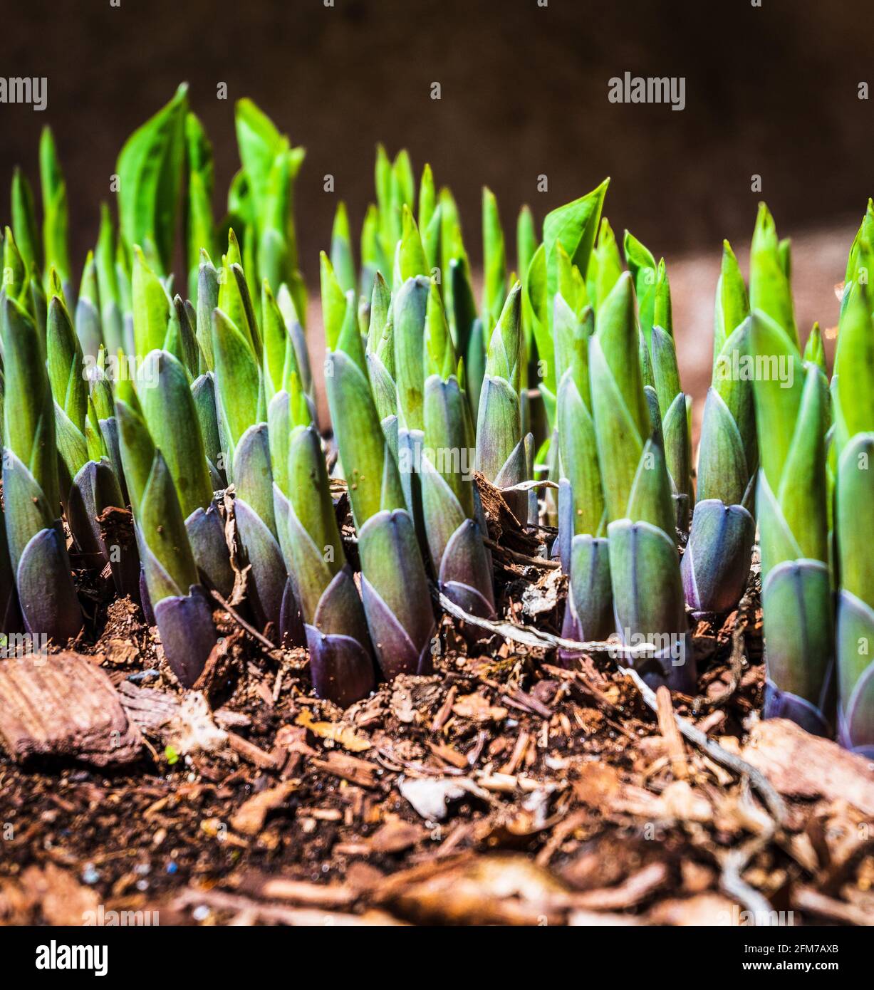 Flowering hostas hi-res stock photography and images - Alamy
